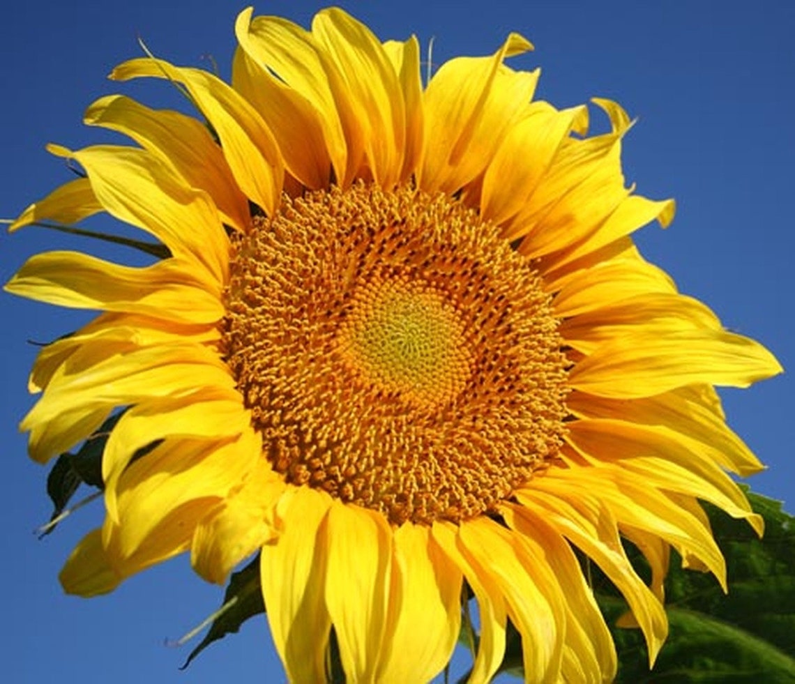 300 Mammoth Grey Stripe Sunflower Seeds Harvested in USA - Etsy