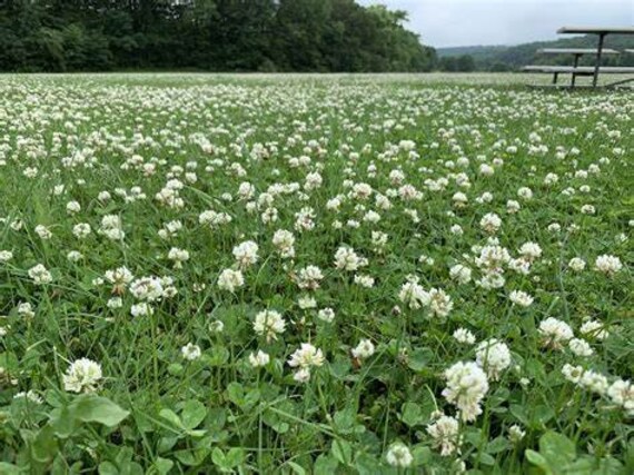 White Dutch Clover
