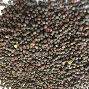 12 Ounces Vates Collard Greens Seeds Organic Non Gmo Harvest - Etsy