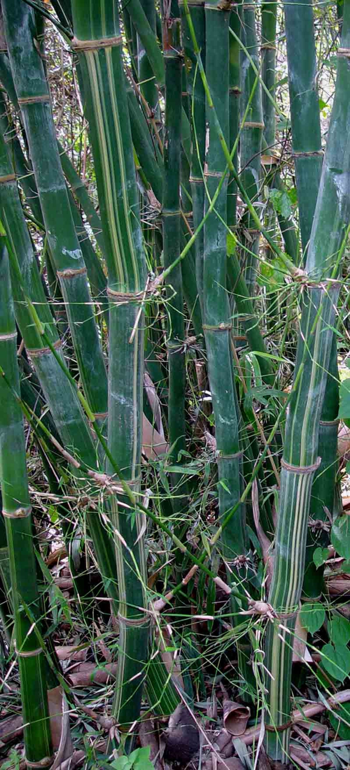 500 seeds Bambusa tulda bamboo Indian timber bamboo bengal | Etsy