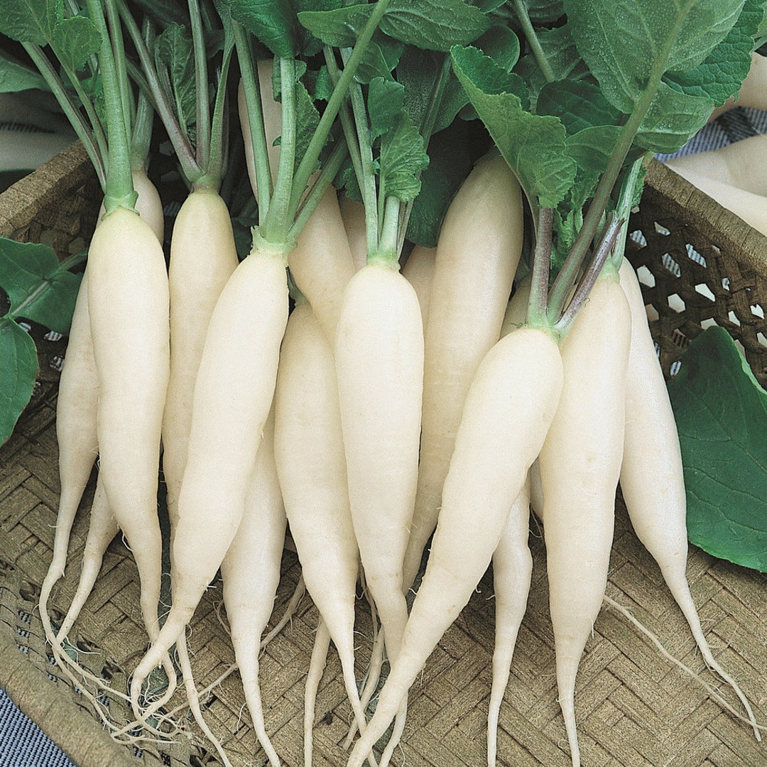 2500 White Icicle Radish Seeds Salad Sprouts Ships From - Etsy