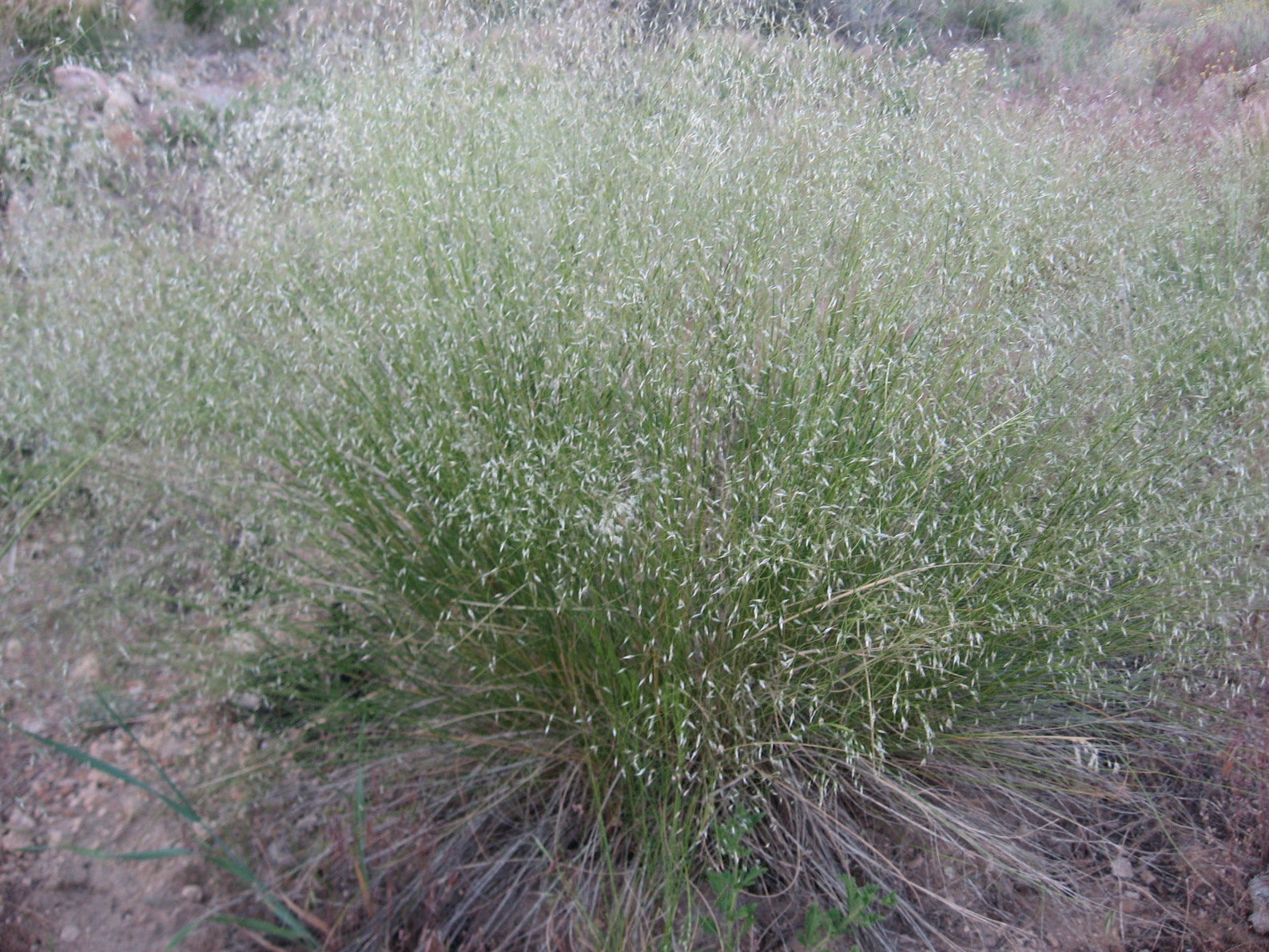 1 ounce 10000 seeds Indian Ricegrass rice grass Ornamental | Etsy