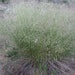 1 Ounce 10000 Seeds Indian Ricegrass Rice Grass Ornamental - Etsy
