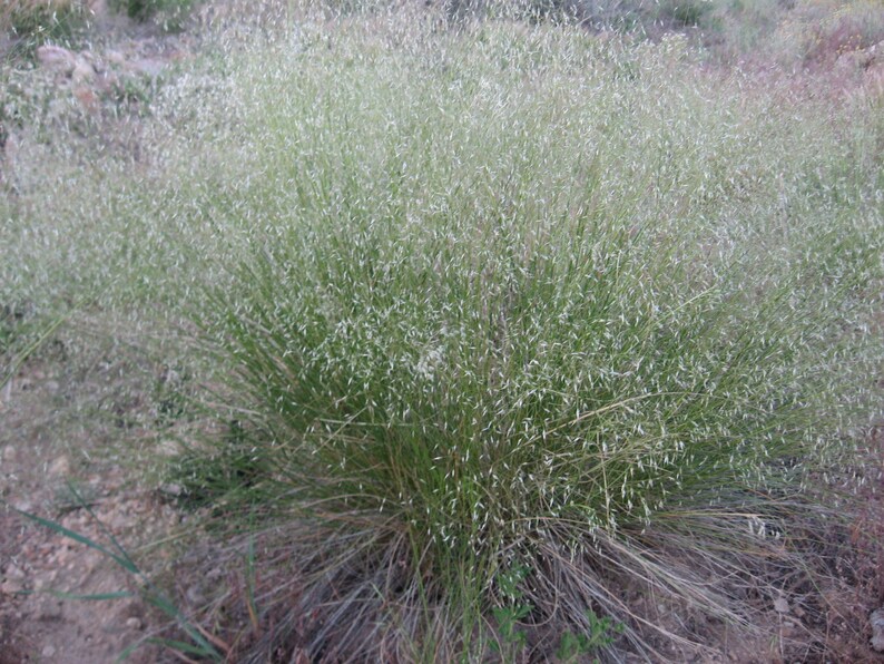 1 Ounce 10000 Seeds Indian Ricegrass Rice Grass Ornamental | Etsy
