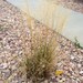 1 Ounce 10000 Seeds Indian Ricegrass Rice Grass Ornamental - Etsy