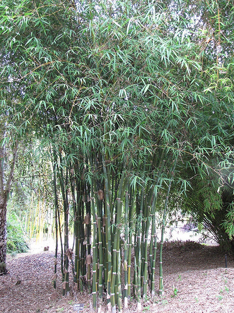 500 seeds Bambusa tulda bamboo Indian timber bamboo bengal | Etsy