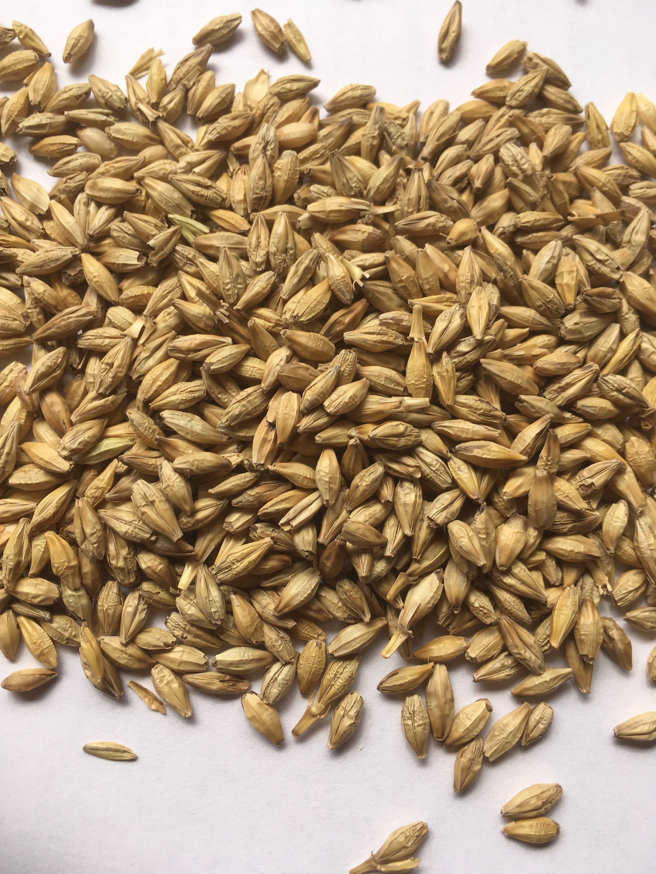 4500 Robust Barley Seeds Make Your Own Flour Soup Stew - Etsy UK