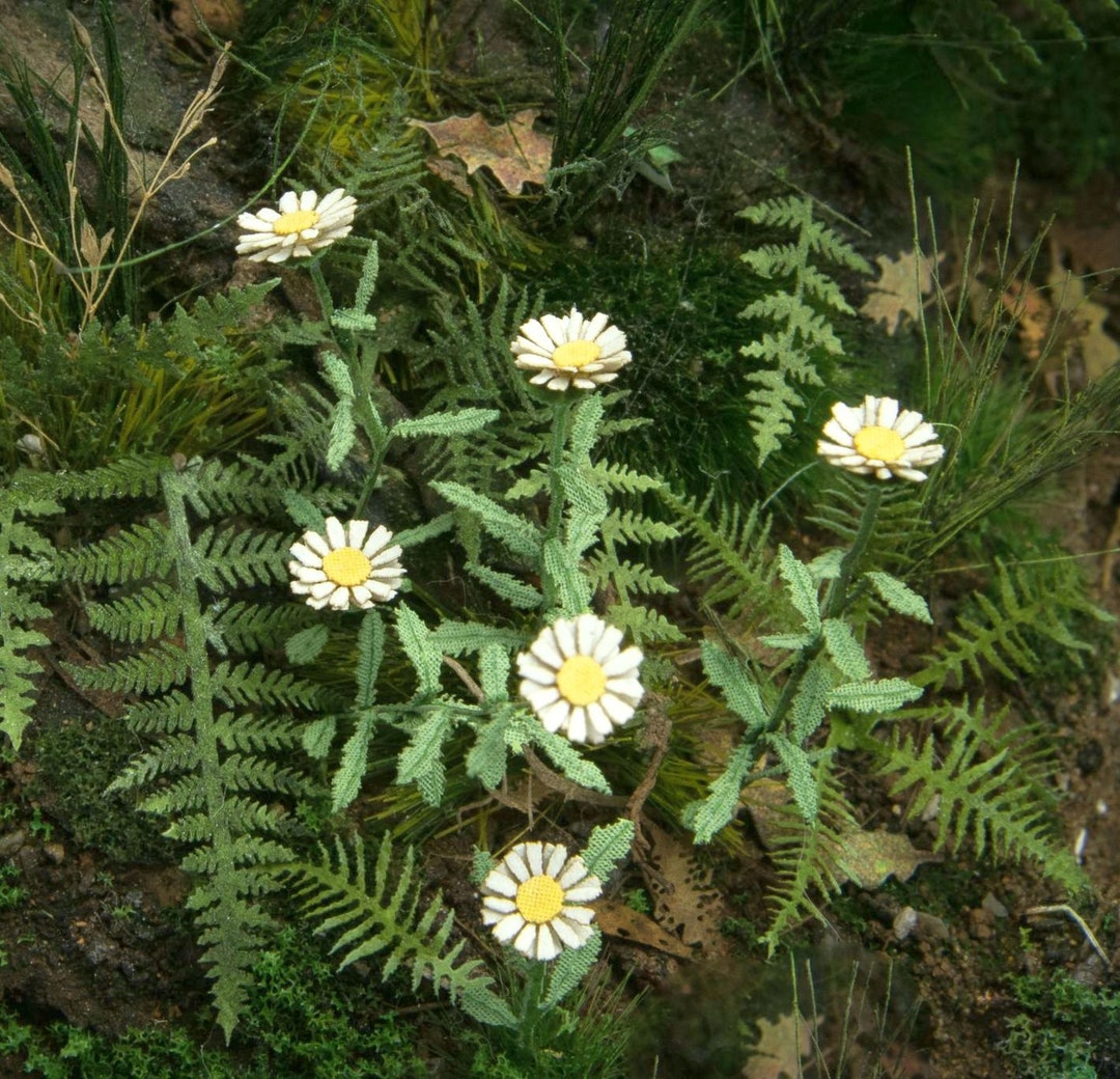 Laser Cut Daisy 1.32 / 1:35 Scale Diorama VG3-046 Laser Cut to Assemble ...