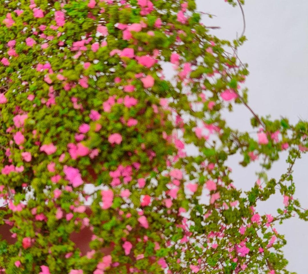 01 Mini Climbing Ladder Universal 15 Cm X 22 Cm Green Magenta Flowers ...