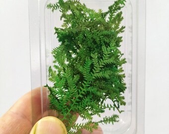 Bush Busted Farmer Mini Bush Red Autumnal Scenic Elements for - Etsy