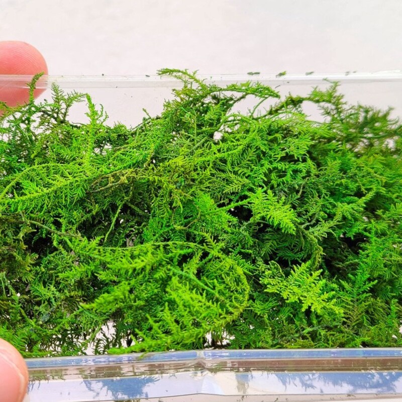 Miniature Fern - Etsy
