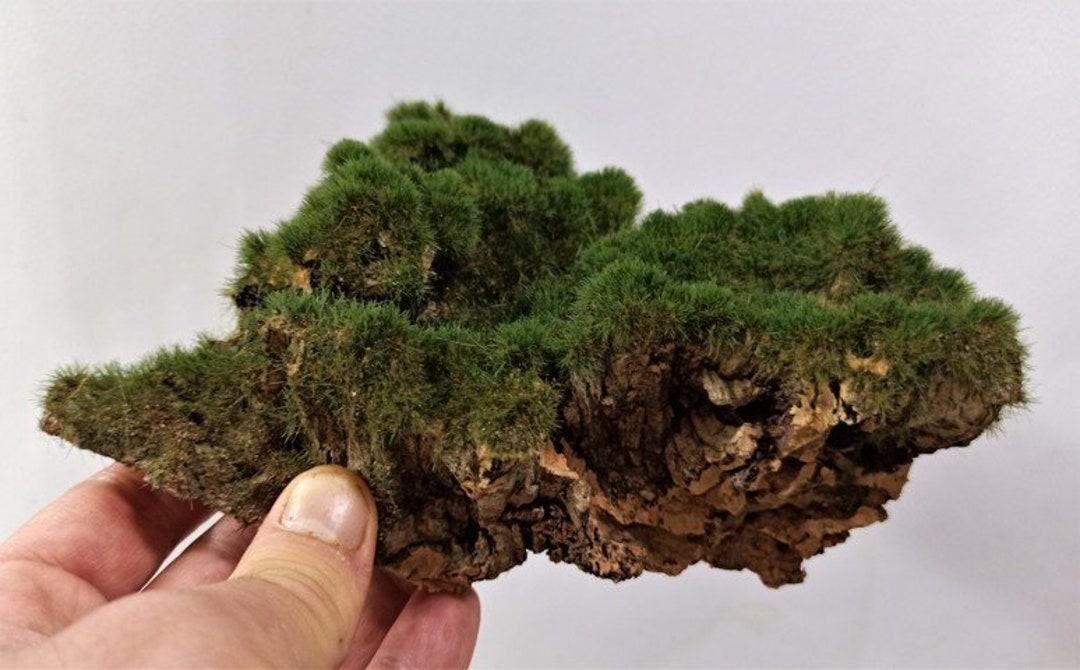 4/5 Mm Flock Static Grass – Dark Marsh Green (30g) Diorama Nativity ...