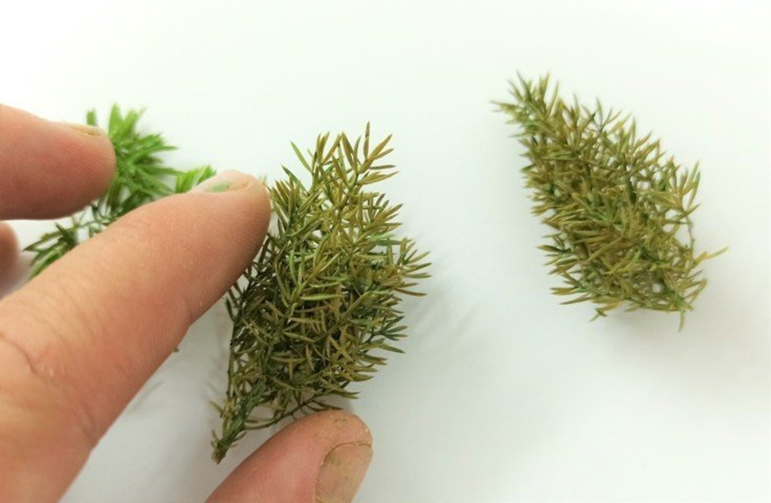 Angela Bush Bush With Stabilized and Colored Leaves for Diorama Diorama ...