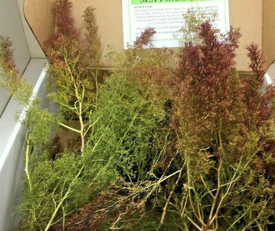 Teloxys Aristata Seafoam Trees Sea Moss Seafoam Aka - Etsy