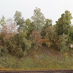 Teloxys Aristata, Seafoam Trees, Sea Moss, Seafoam, Aka Seafoam ...