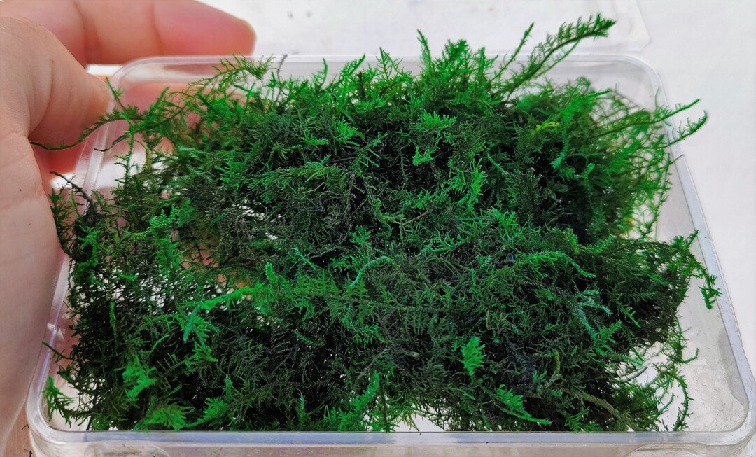 000 Preserved and Colored Micro Fern Dark Nano Fern Dip17611-2 - Etsy