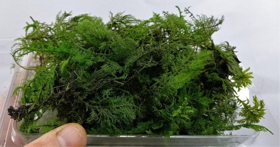 Deluxe Stabilized and MEDIUM GREEN Colored Micro Fern for - Etsy