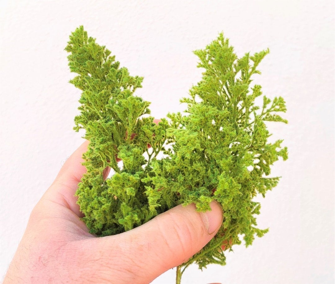 Special Canopy for Deluxe Micro Trees 5 Dip38297 - Etsy