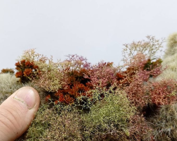 Breathtaking Micro Branches Tiny Branches for Dioramas - Etsy