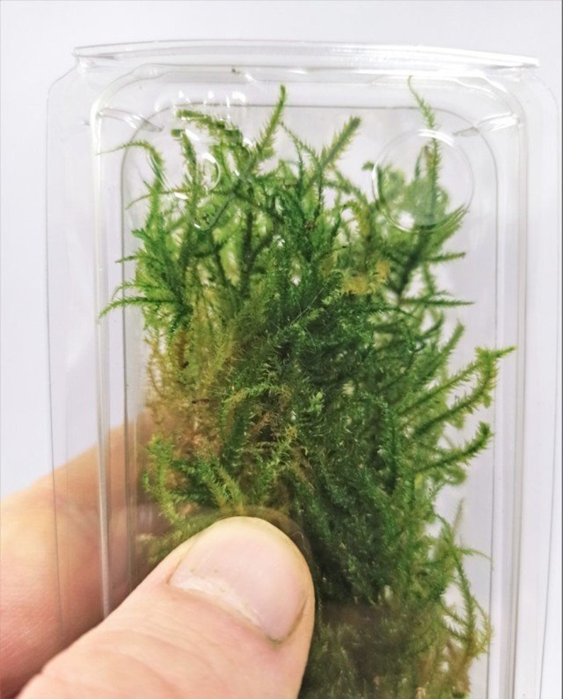 Scenic Elements for Architectural Model Diorama Model Making | Etsy