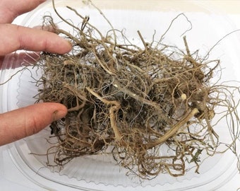 Breathtaking Micro Branches Tiny Branches for Dioramas - Etsy