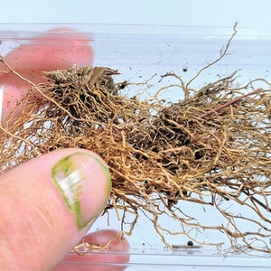 Micro Roots Small and Short, Clear Effect - Etsy