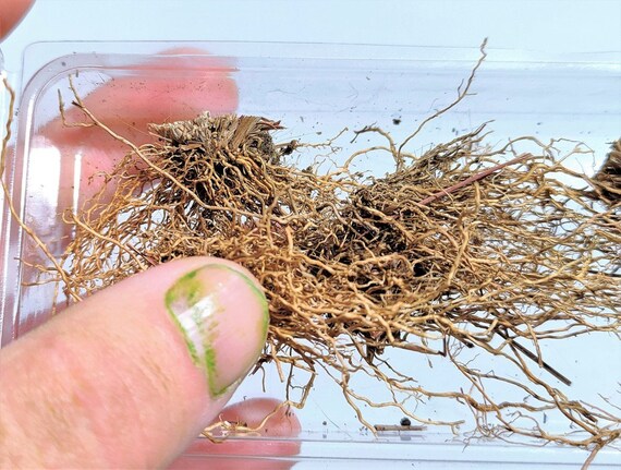 Micro Roots Small and Short Clear Effect | Etsy