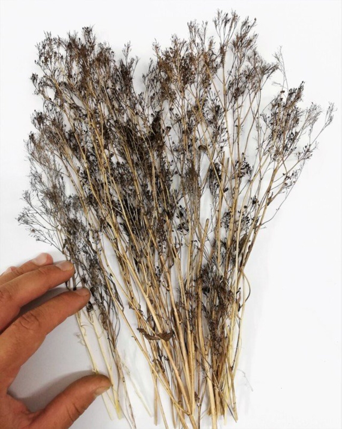 Breathtaking Micro Branches Tiny Branches for Dioramas - Etsy