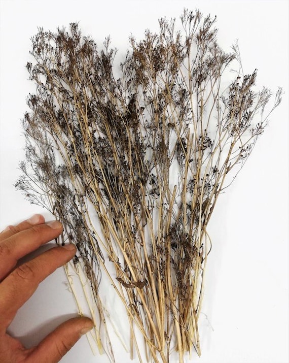 Breathtaking Micro Branches Tiny Branches for Dioramas - Etsy