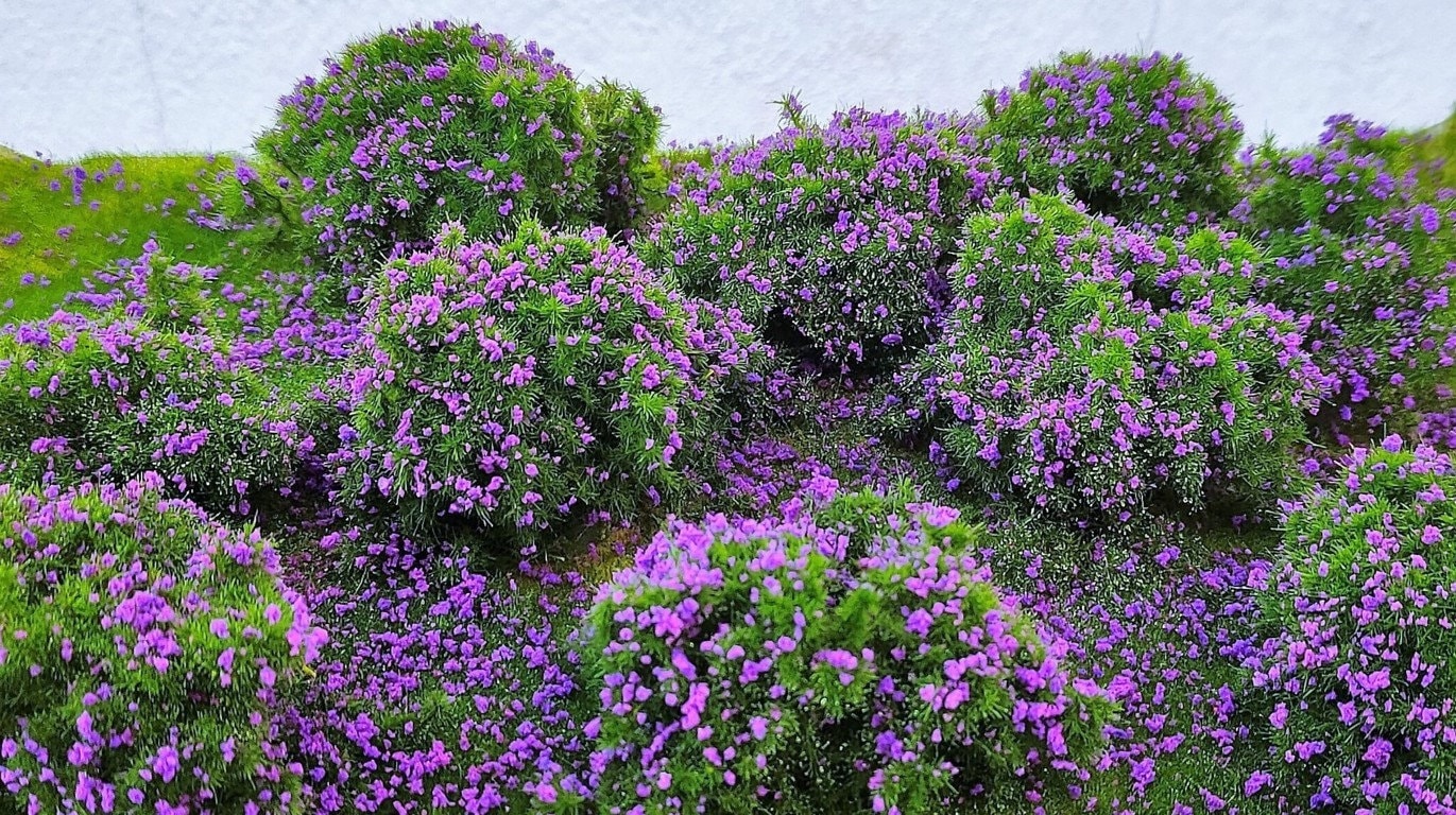 Small Bush With Purple Flowers Allium Purple Sensation – Floratuin