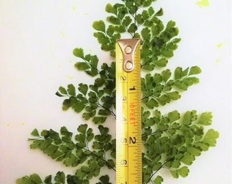 Breathtaking Micro Branches Tiny Branches for Dioramas - Etsy