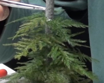 Breathtaking Micro Branches Tiny Branches for Dioramas - Etsy