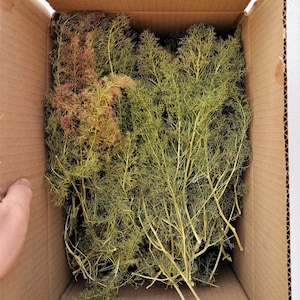 Teloxys Aristata, Seafoam Trees, Sea Moss, Seafoam, Aka Seafoam ...