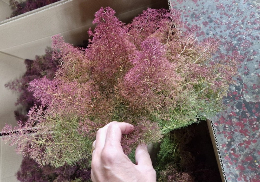 Teloxys Aristata Seafoam Trees Sea Moss Seafoam Aka - Etsy Israel