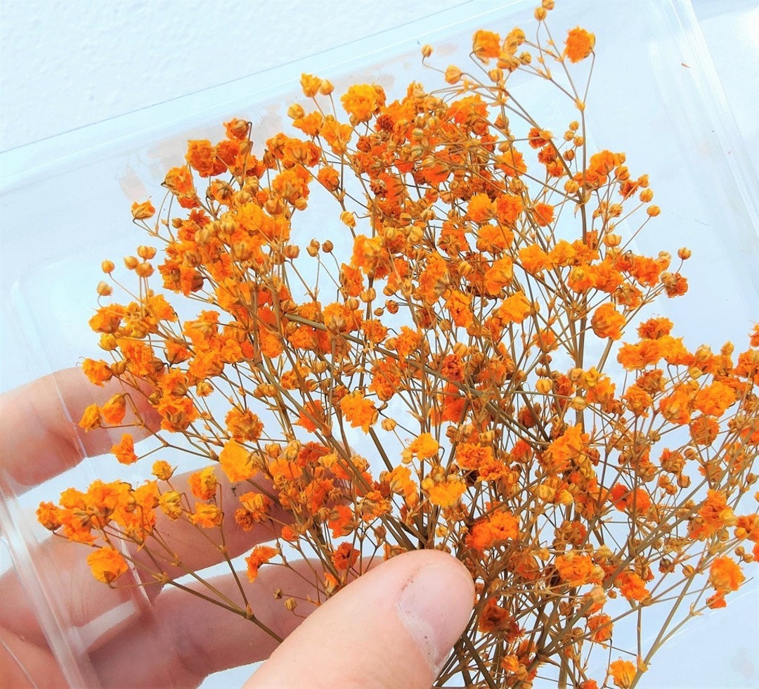 01 0koki'o 00 Miniature Orange Flower Dip216984-6 - Etsy