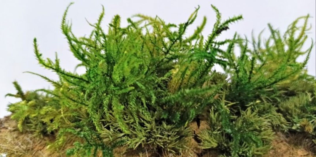 Scenic Elements for Architectural Model Diorama Model Making and ...