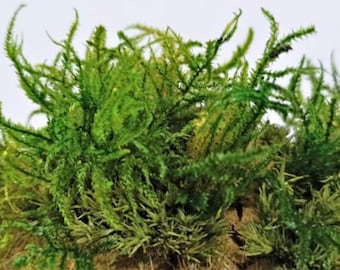 Bush Busted Farmer Mini Bush Red Autumnal Scenic Elements for - Etsy