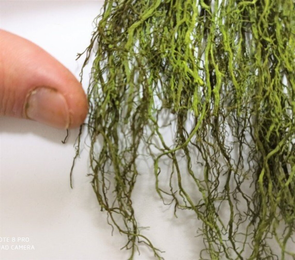 Micro Green Roots Special Creepers Suitable for Diorama. - Etsy