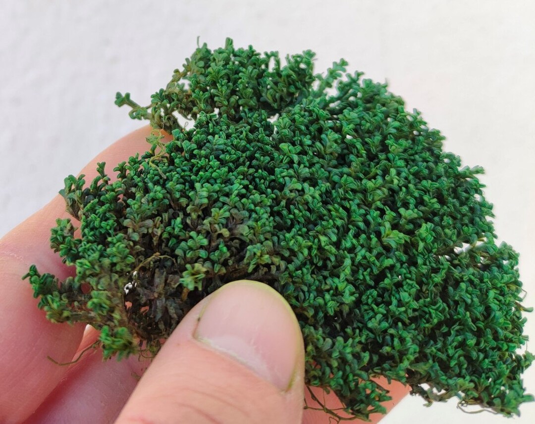 00 King Bush - Bush or Climbing With Tiny Leaflets - Etsy