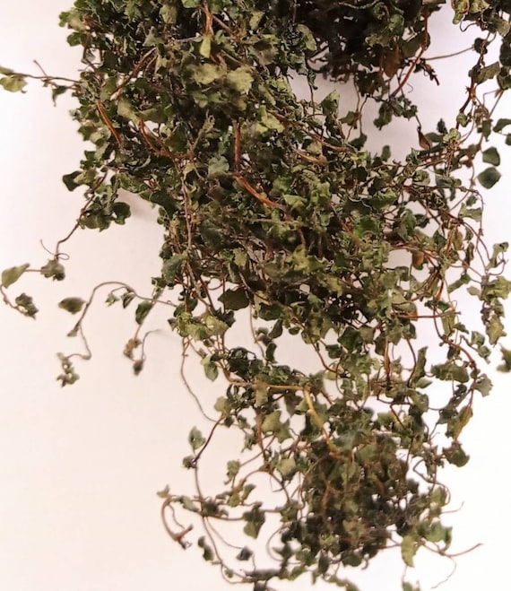 Miniature Climbing Ivy AUTUMN GREEN Extra Support Leaves | Etsy