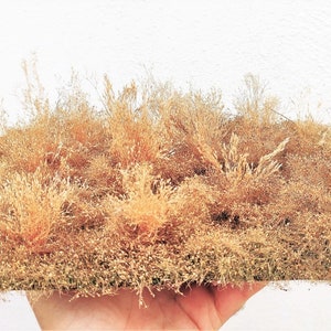 Arid and Dry DIORAMA Mat of Dried Grass A4 Size Wg200 - Etsy