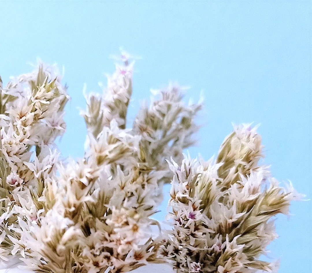 Warhammergreen German Flowering Bushes 2/4 Cm 6pcs - Etsy