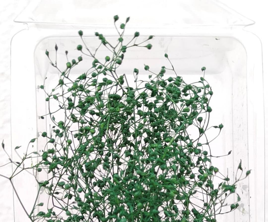 07 Raptor - Bush for Diorama Dark Green - Etsy