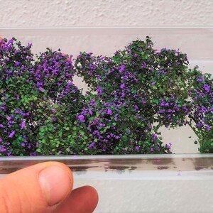 00 Cri-cri Alternative Version - Climber or Hedge With Tiny Leaf ...