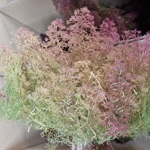 Teloxys Aristata, Seafoam Trees, Sea Moss, Seafoam, Aka Seafoam ...