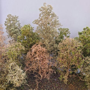 Teloxys Aristata, Seafoam Trees, Sea Moss, Seafoam, Aka Seafoam ...