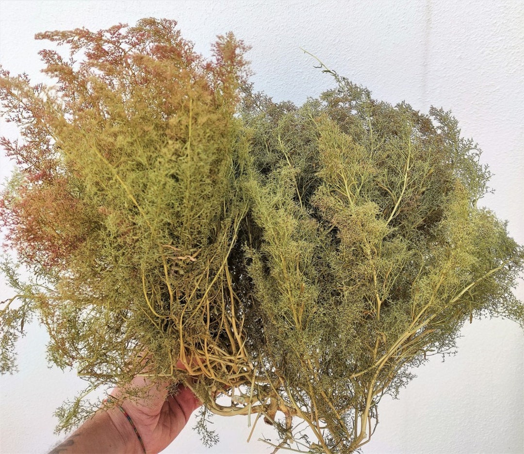 Teloxys Aristata, Seafoam Trees, Sea Moss, Seafoam, Aka Seafoam ...