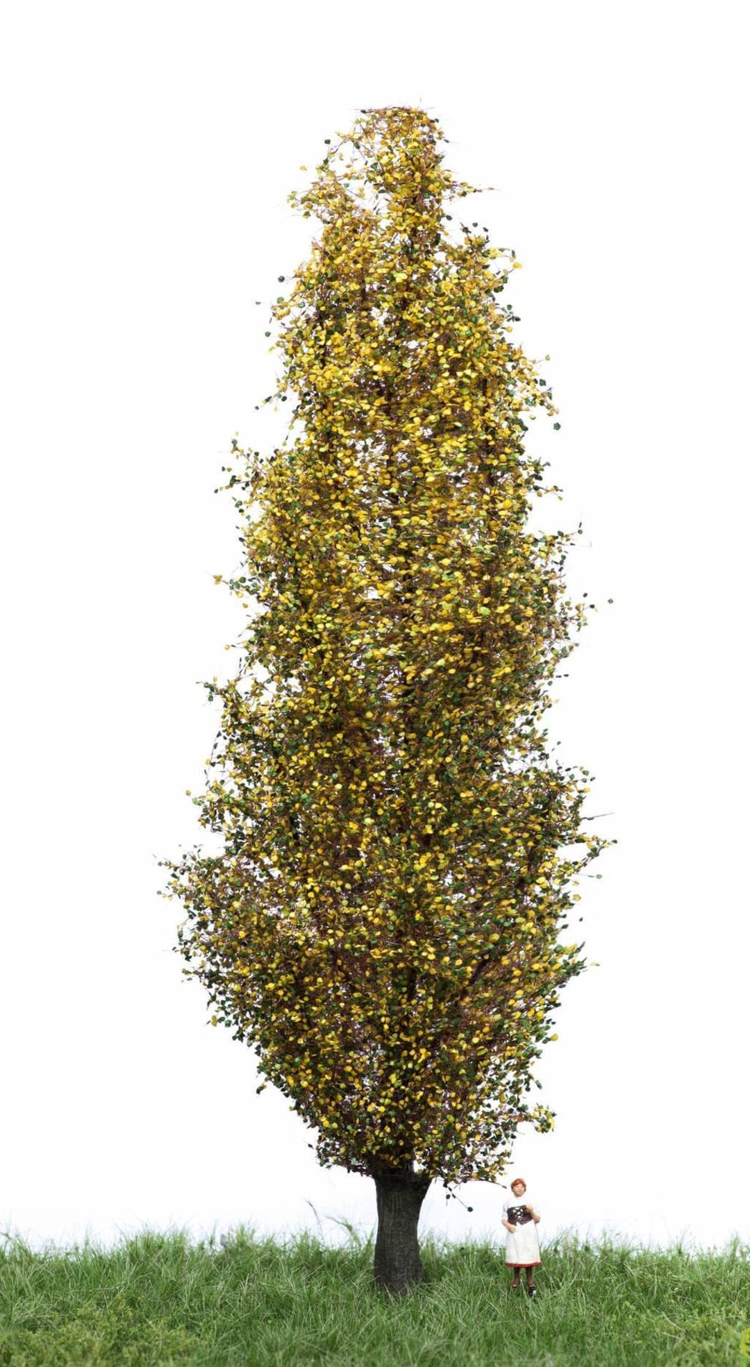 Italian Poplar 18-22 Cm 52-2307 - Etsy