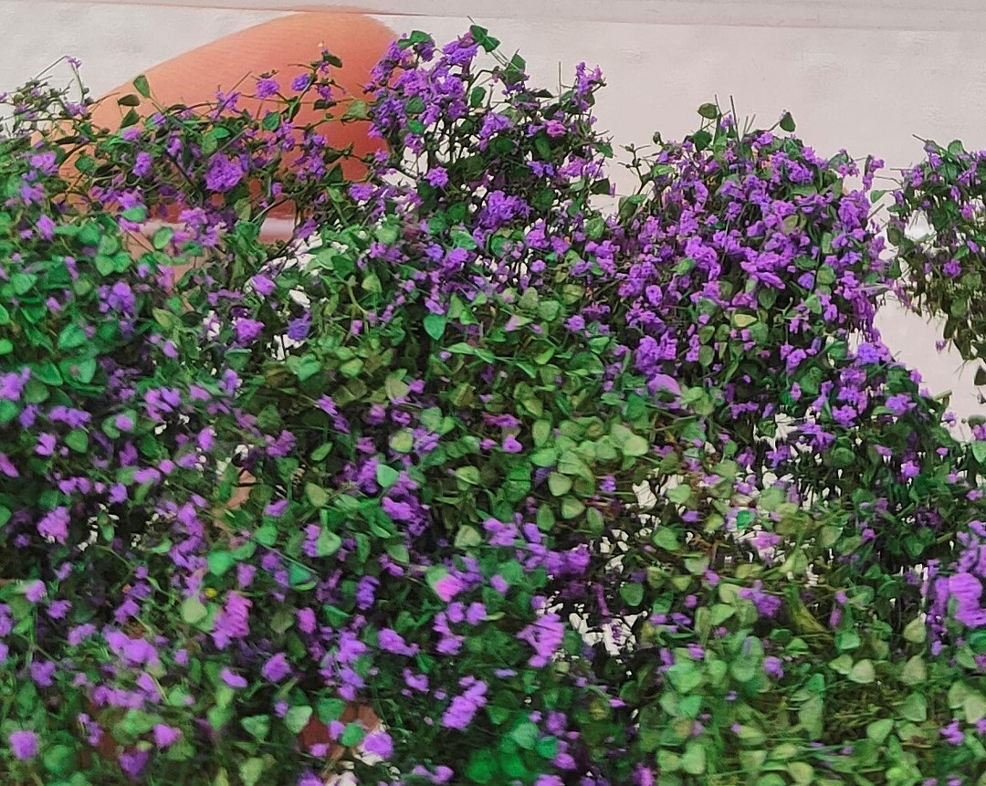 00 Cri-cri Alternative Version - Climber or Hedge With Tiny Leaf ...