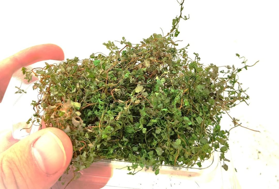 01 Miniature Climbing Ivy WILD GREEN MIX 2 Extra Support Leaves Diorama ...